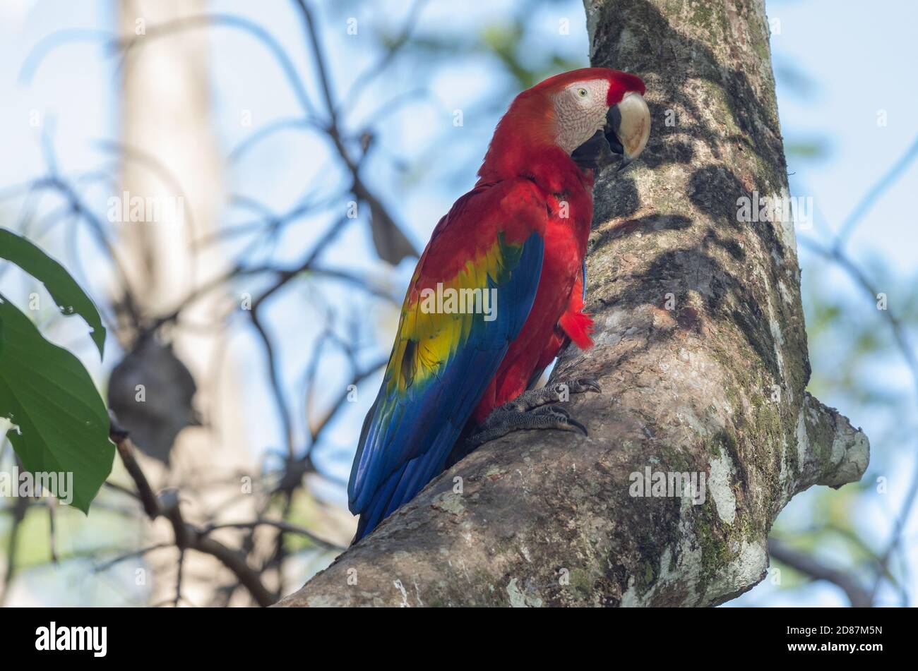 Perched Scarlet Macaw (Ara macao). Image taken in Chiriqui, Panama. The ...