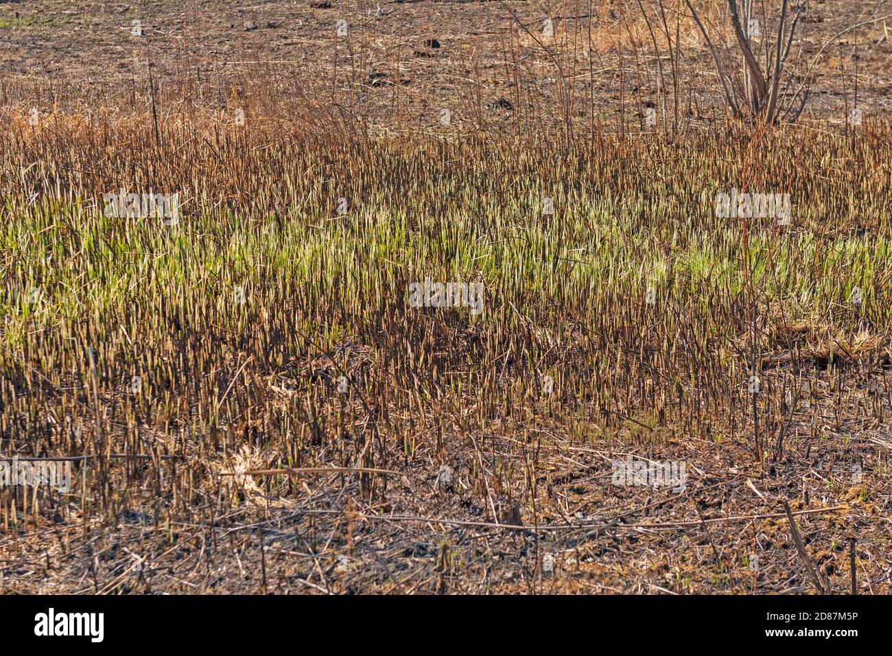New growth after forest fire hi-res stock photography and images - Alamy