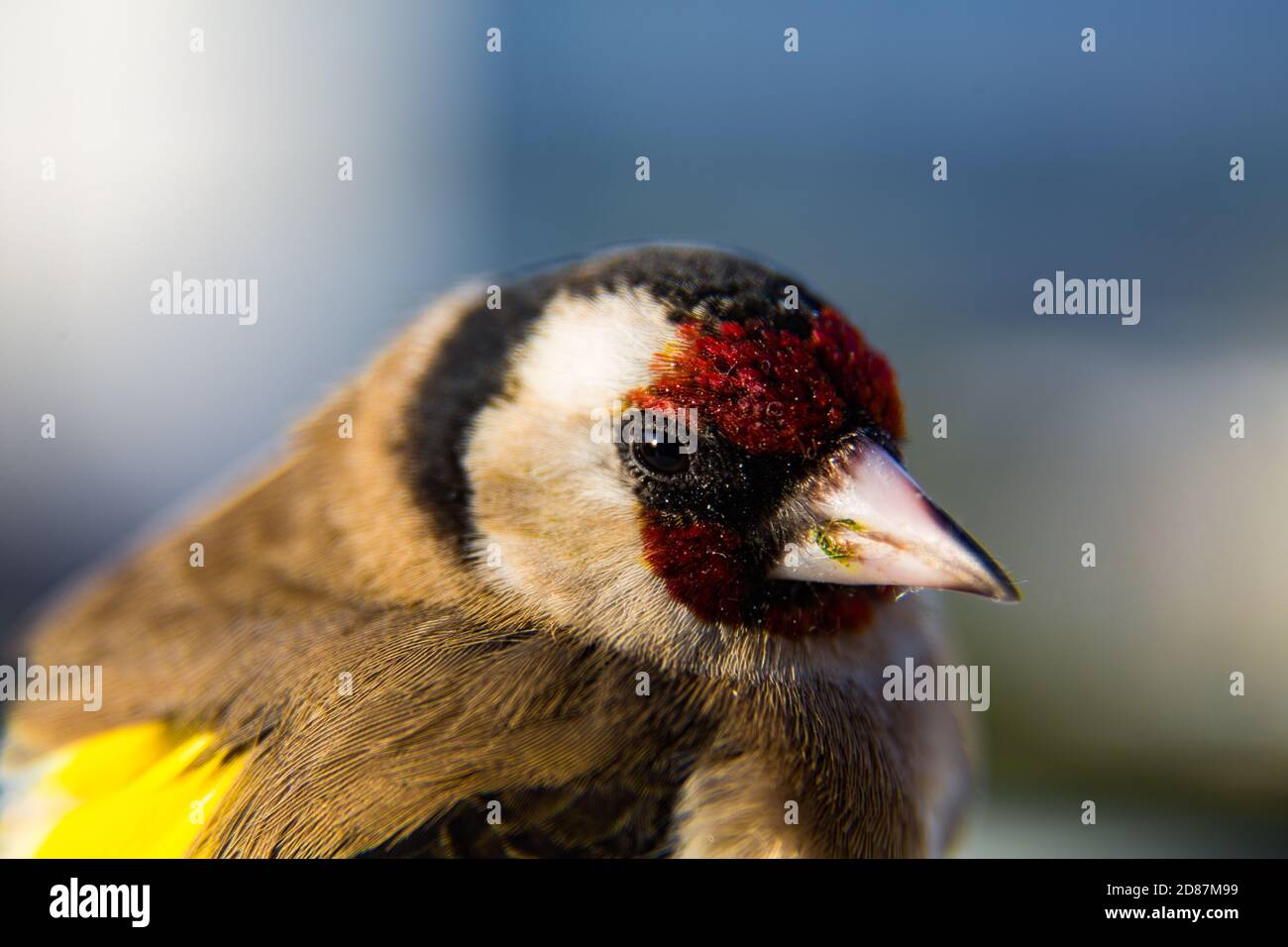 Blue green and yellow plumage hi-res stock photography and images - Alamy