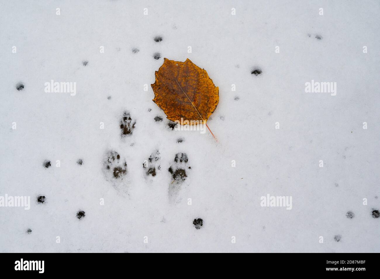 Squirrel tracks snow hi-res stock photography and images - Alamy