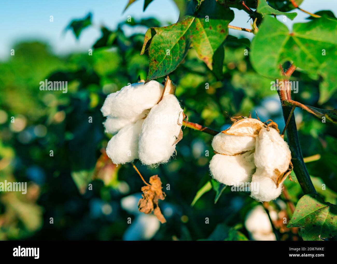 Cotton growing georgia hi-res stock photography and images - Alamy