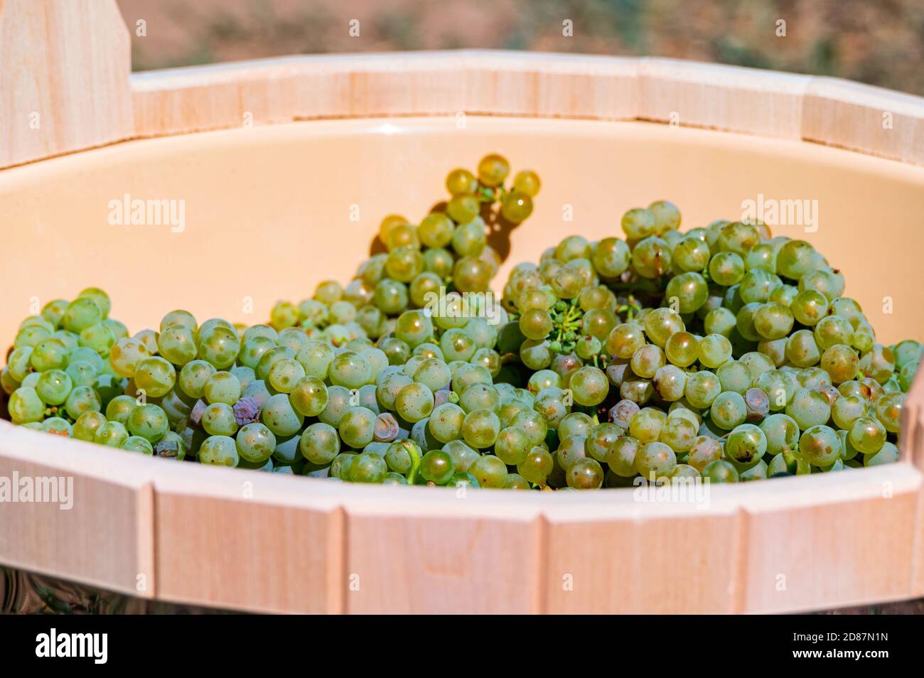 Close-up of white grape harvest in a wooden tub Stock Photo - Alamy