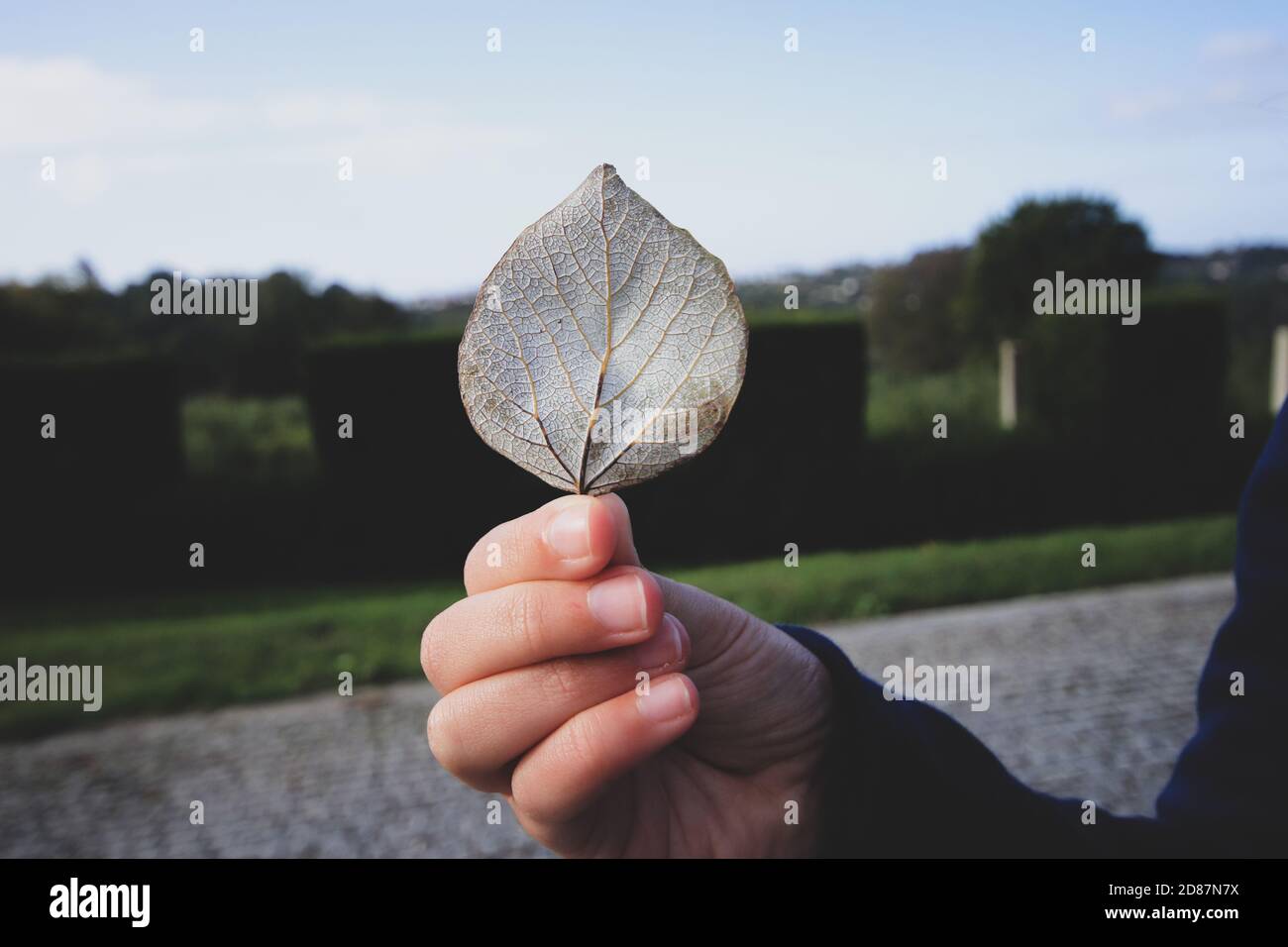 Child with a leaf in his hand. Fall colors Stock Photo - Alamy