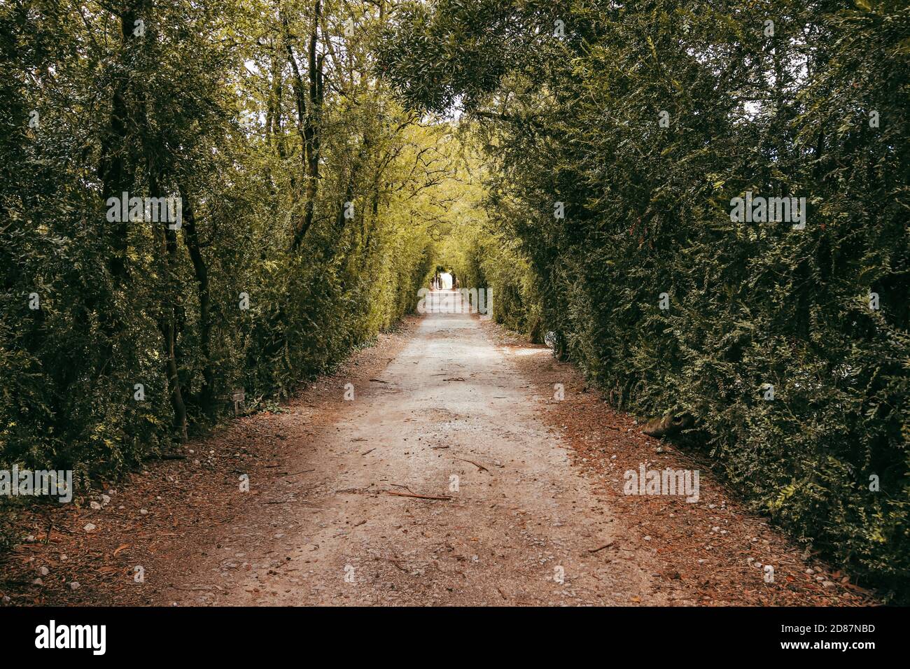 Amazing and relaxing path in a garden Surrounded by trees Stock Photo ...