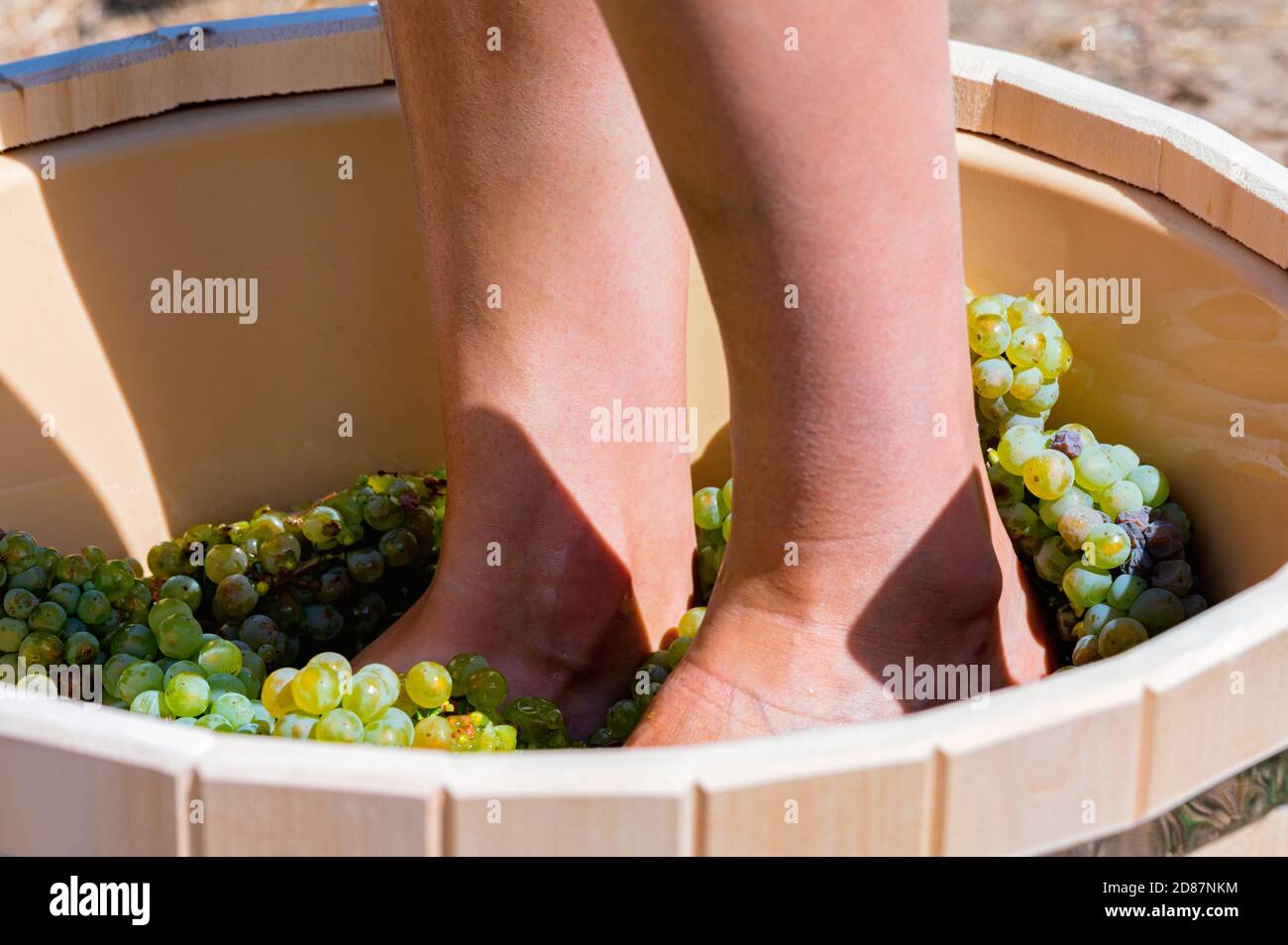 Grapes in a tub hi-res stock photography and images - Alamy