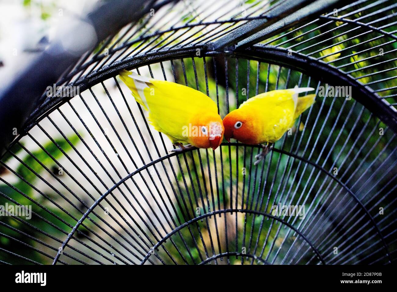 Yellow parrots lovebirds hug each other in cage Stock Photo - Alamy