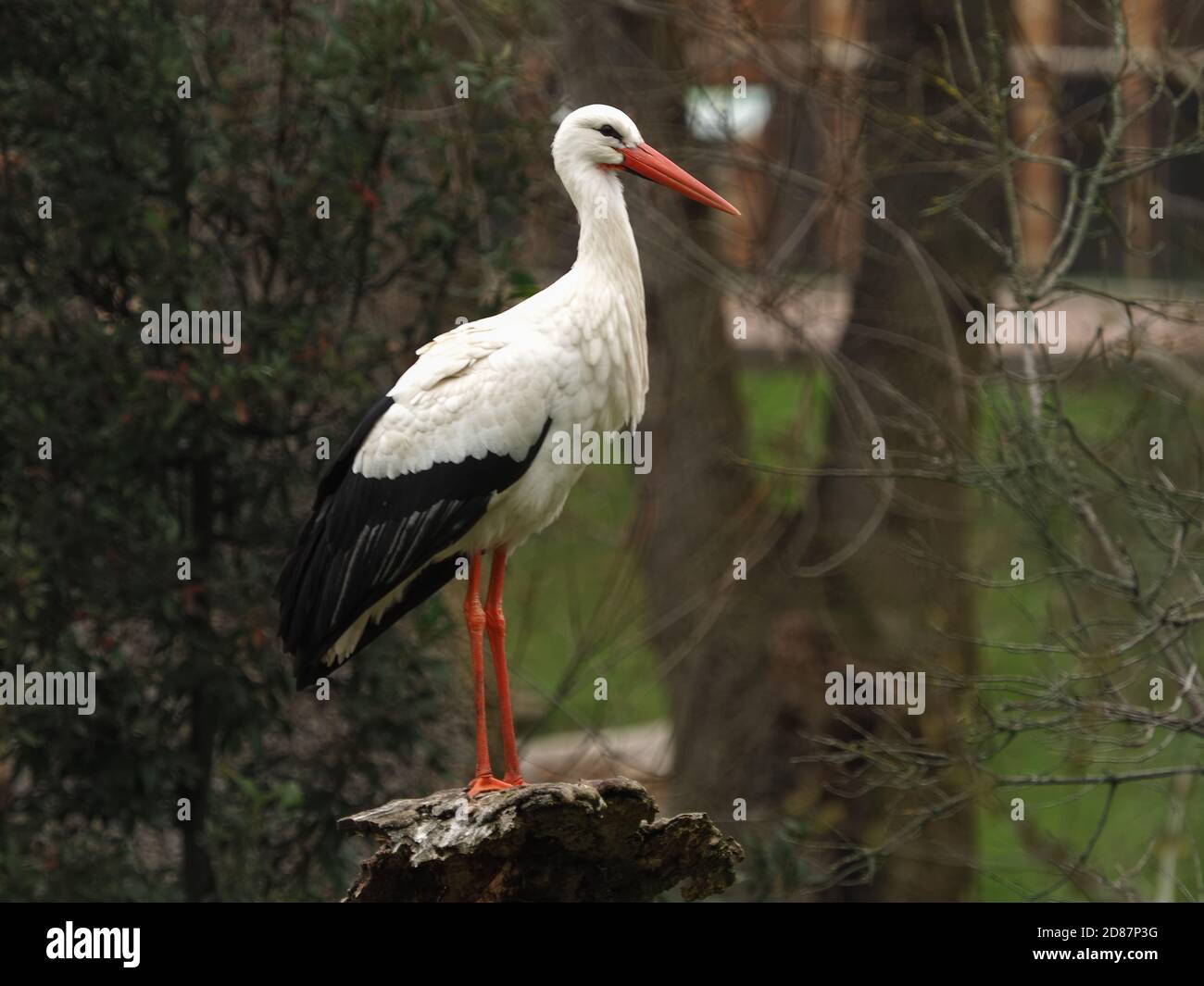 common stork standing on top of a log surrounded by trees Stock Photo ...
