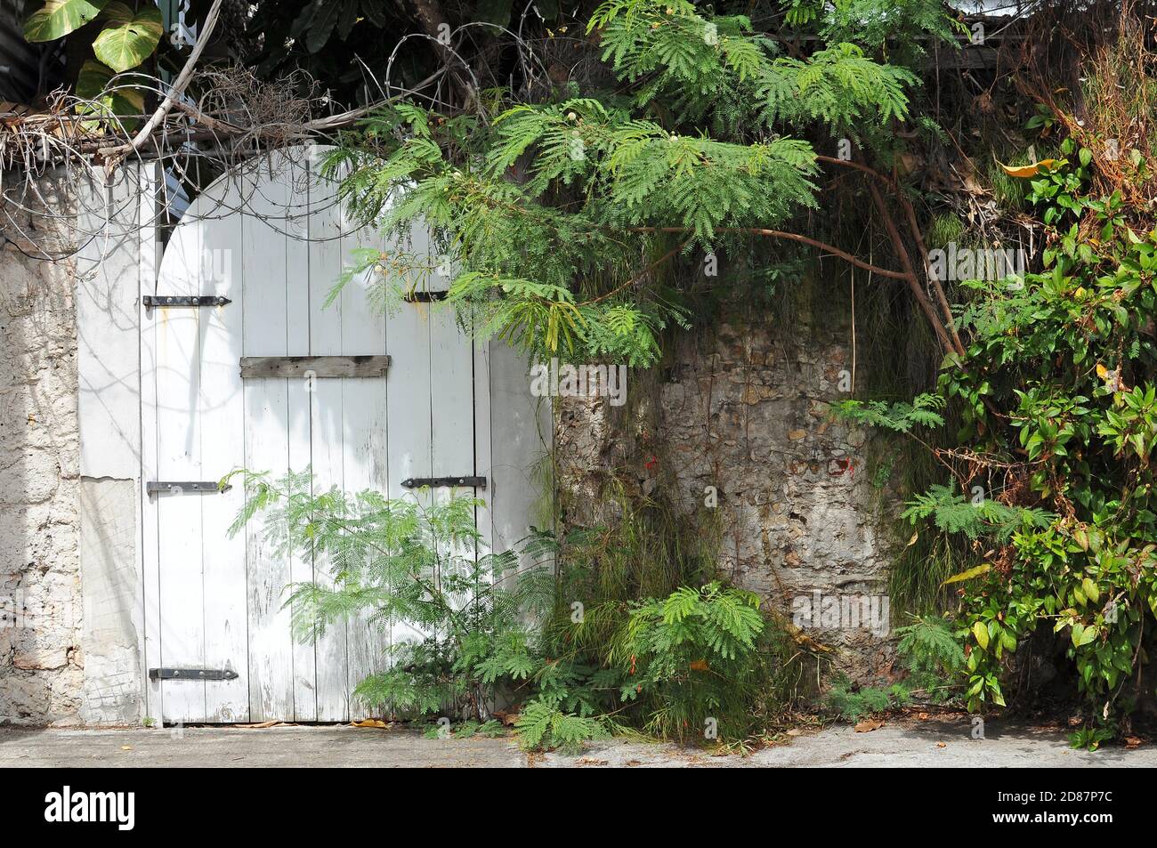 Old wooden white door covered with bush plant and branches Stock Photo ...