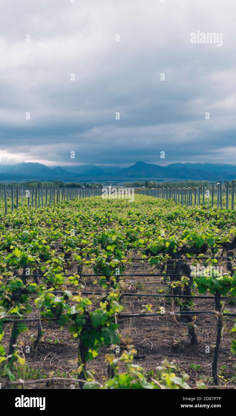 Andes vineyards summer hi-res stock photography and images - Alamy