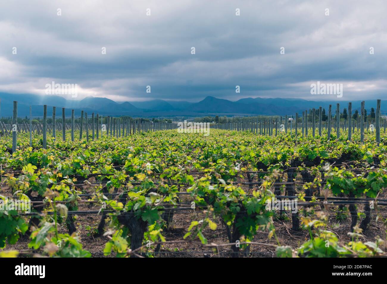 Andes vineyards summer hi-res stock photography and images - Alamy