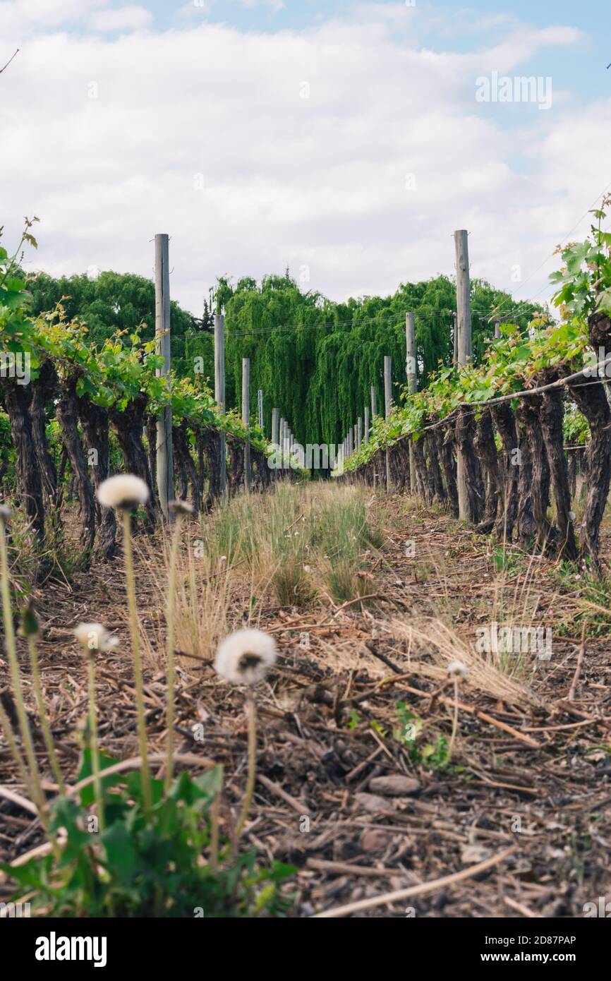 Andes vineyards summer hi-res stock photography and images - Alamy