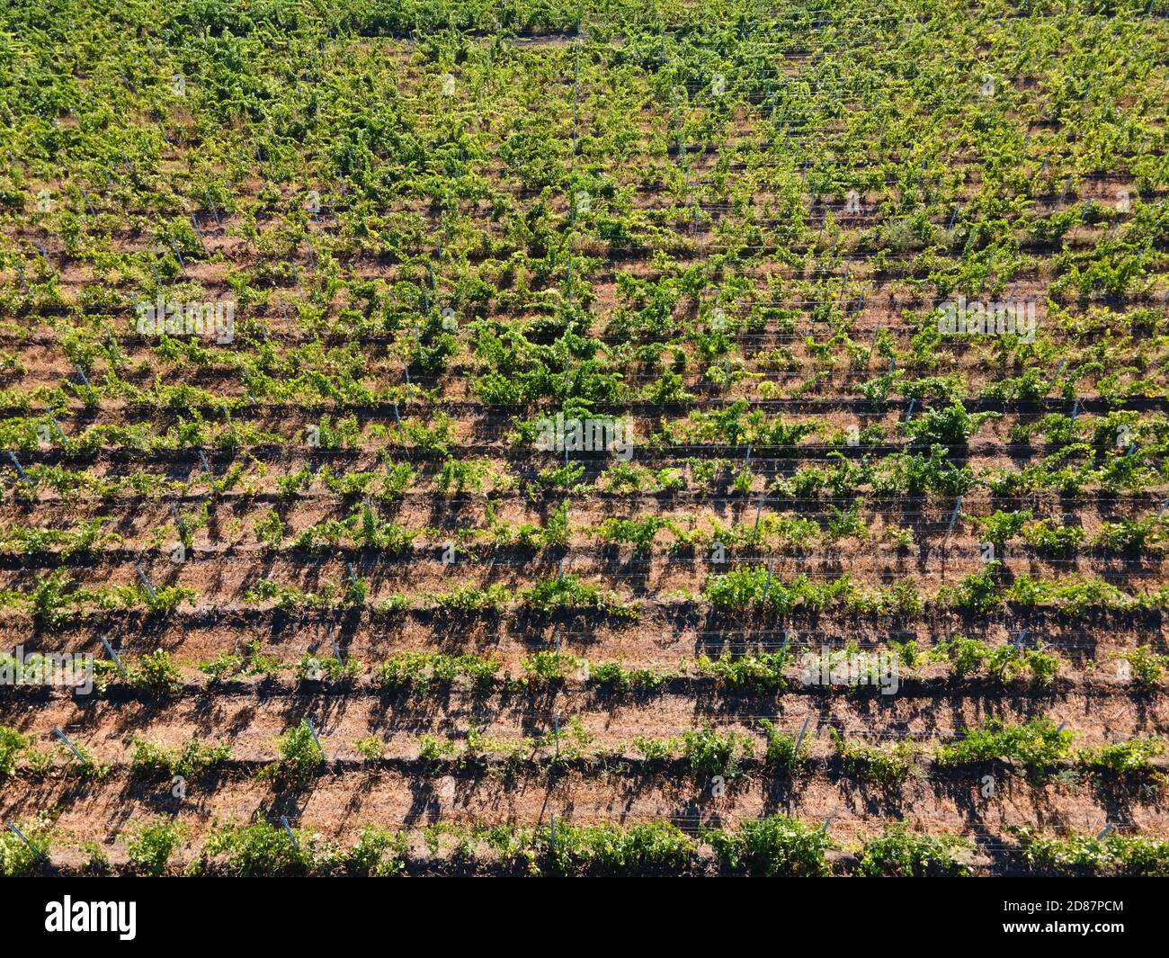 Aerial flat top view of a vineyard in summer Stock Photo - Alamy