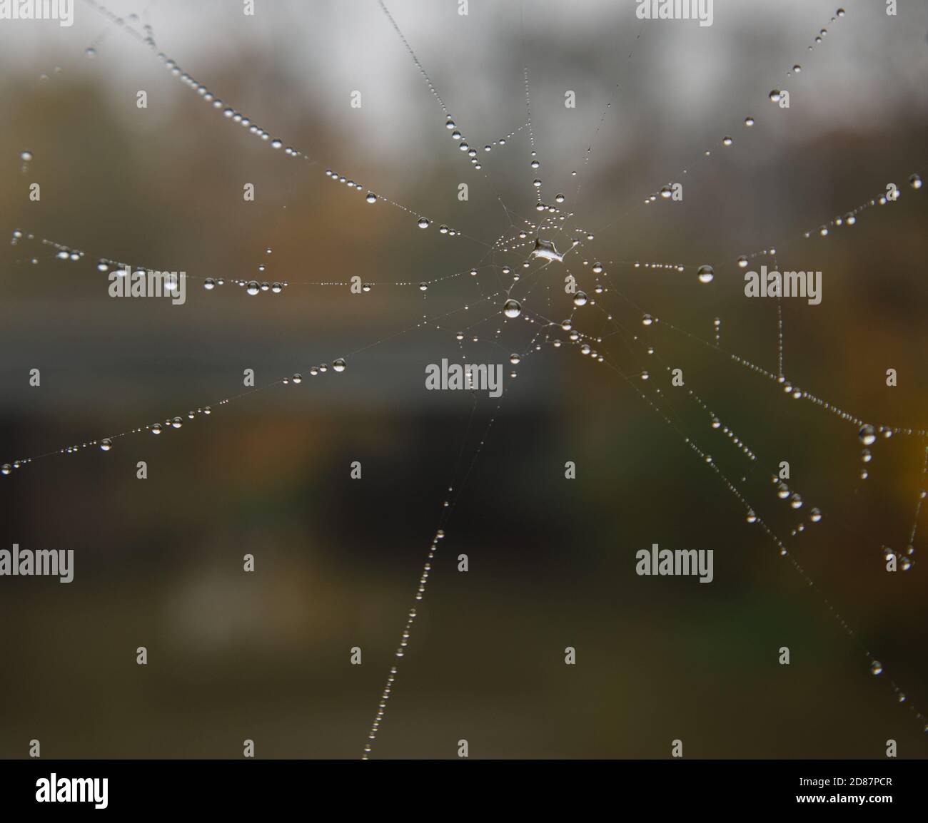 spider web on the threads of which water droplets hang Stock Photo - Alamy