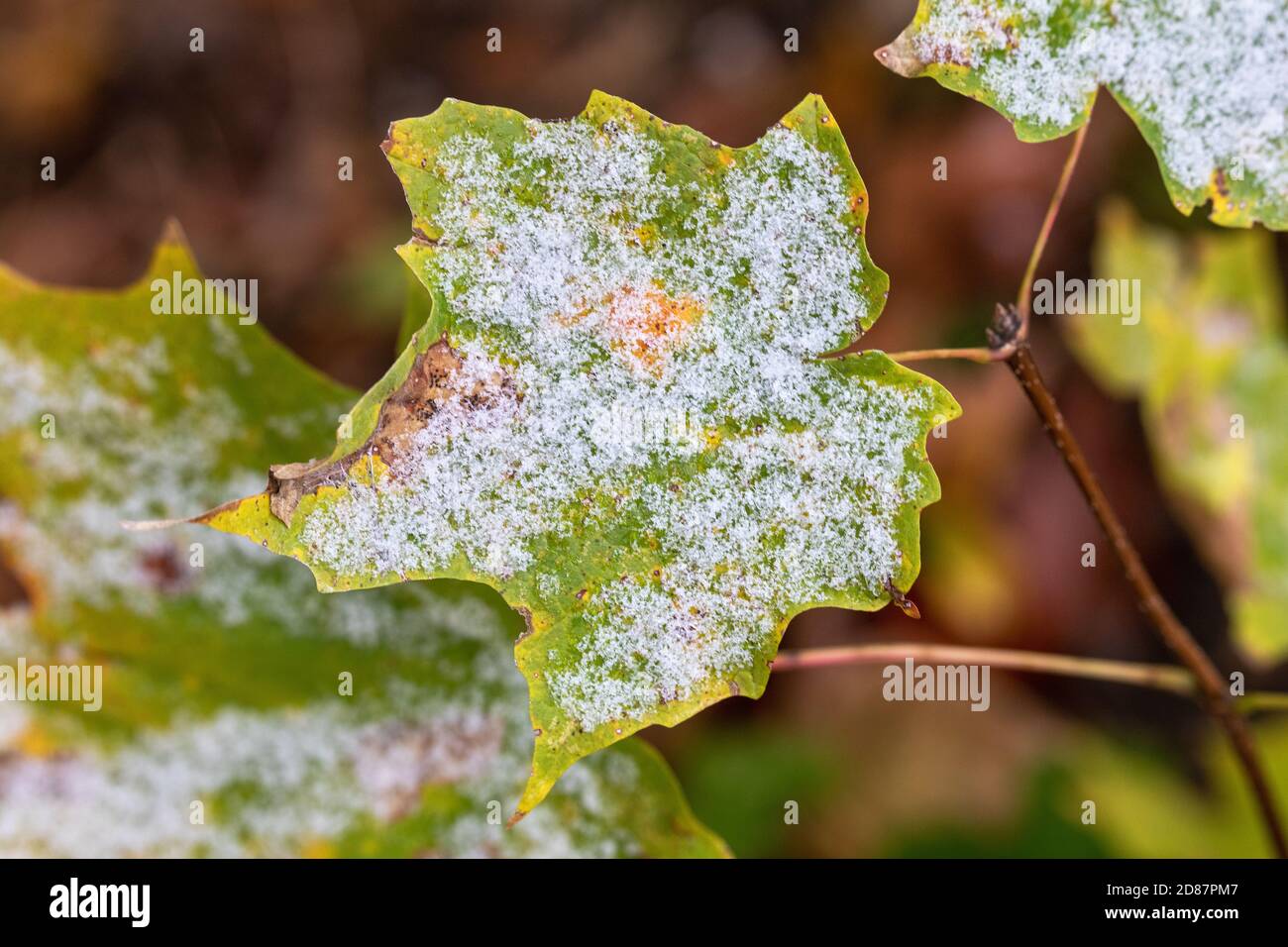 Autumn leaves with snow at Crapo Park in Burlington, Iowa Stock Photo ...