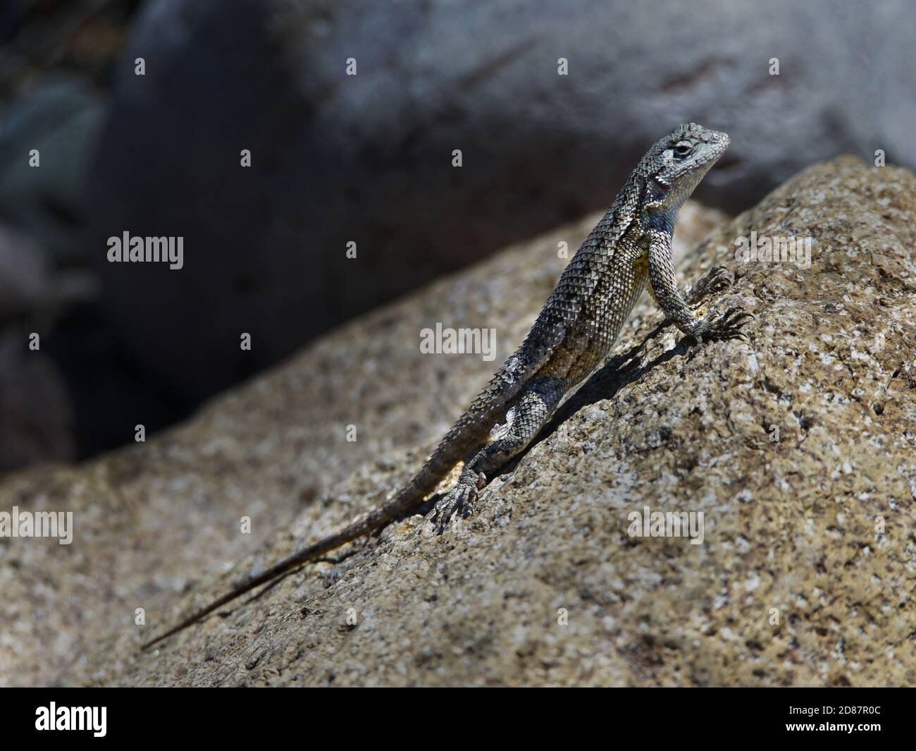 Common lizard on a rock with stones in background Stock Photo - Alamy