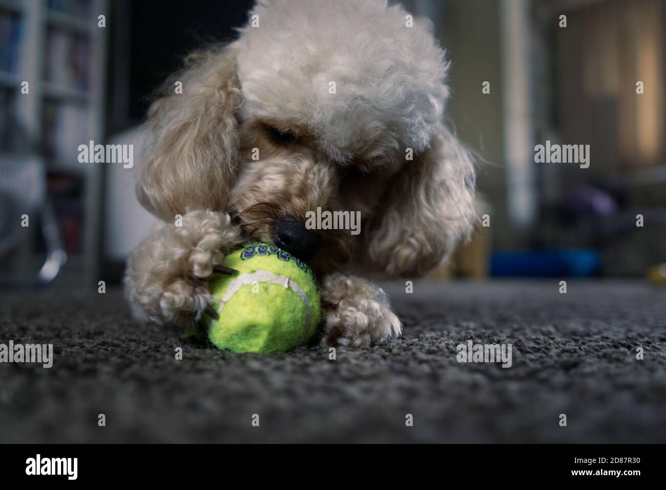 Miniature Poodle with a Tennis Ball Stock Photo - Alamy