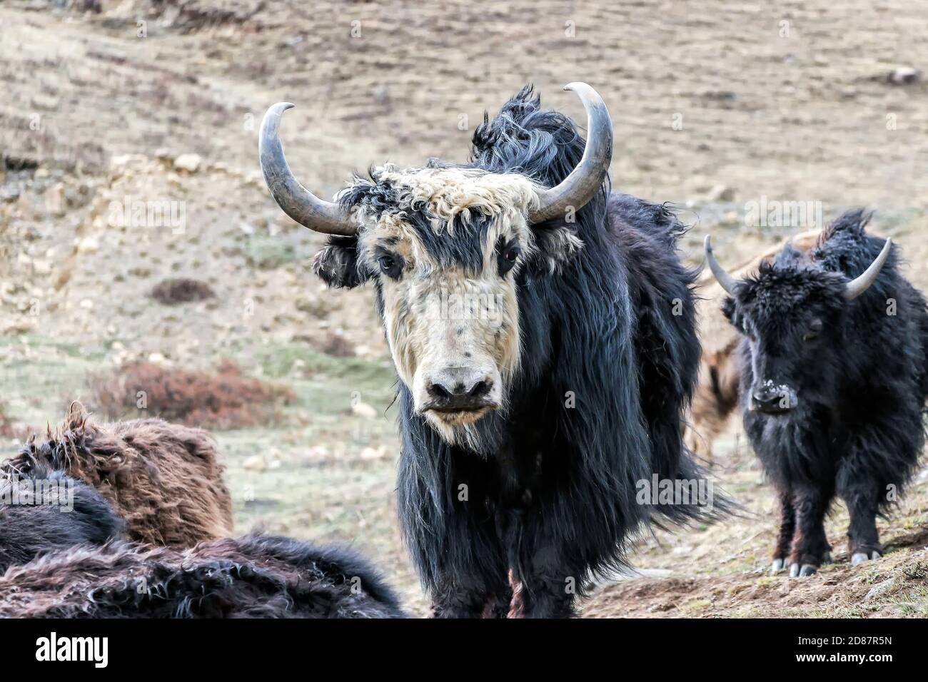 black long hairy yak in grassland in Tibet Stock Photo - Alamy
