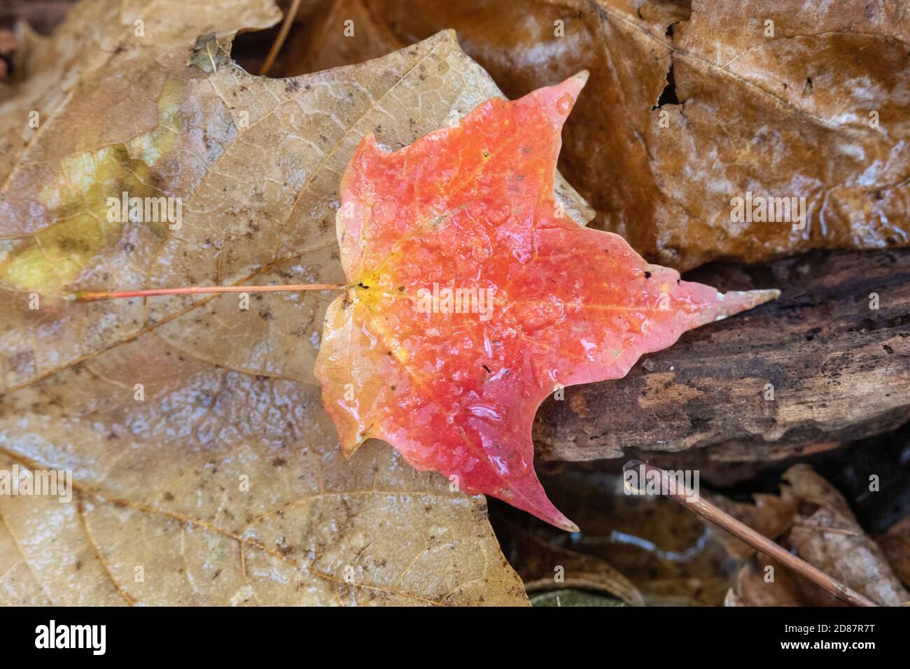 Autumn leaves with snow at Crapo Park in Burlington, Iowa Stock Photo ...
