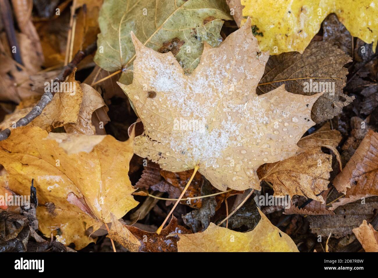 Autumn leaves with snow at Crapo Park in Burlington, Iowa Stock Photo ...