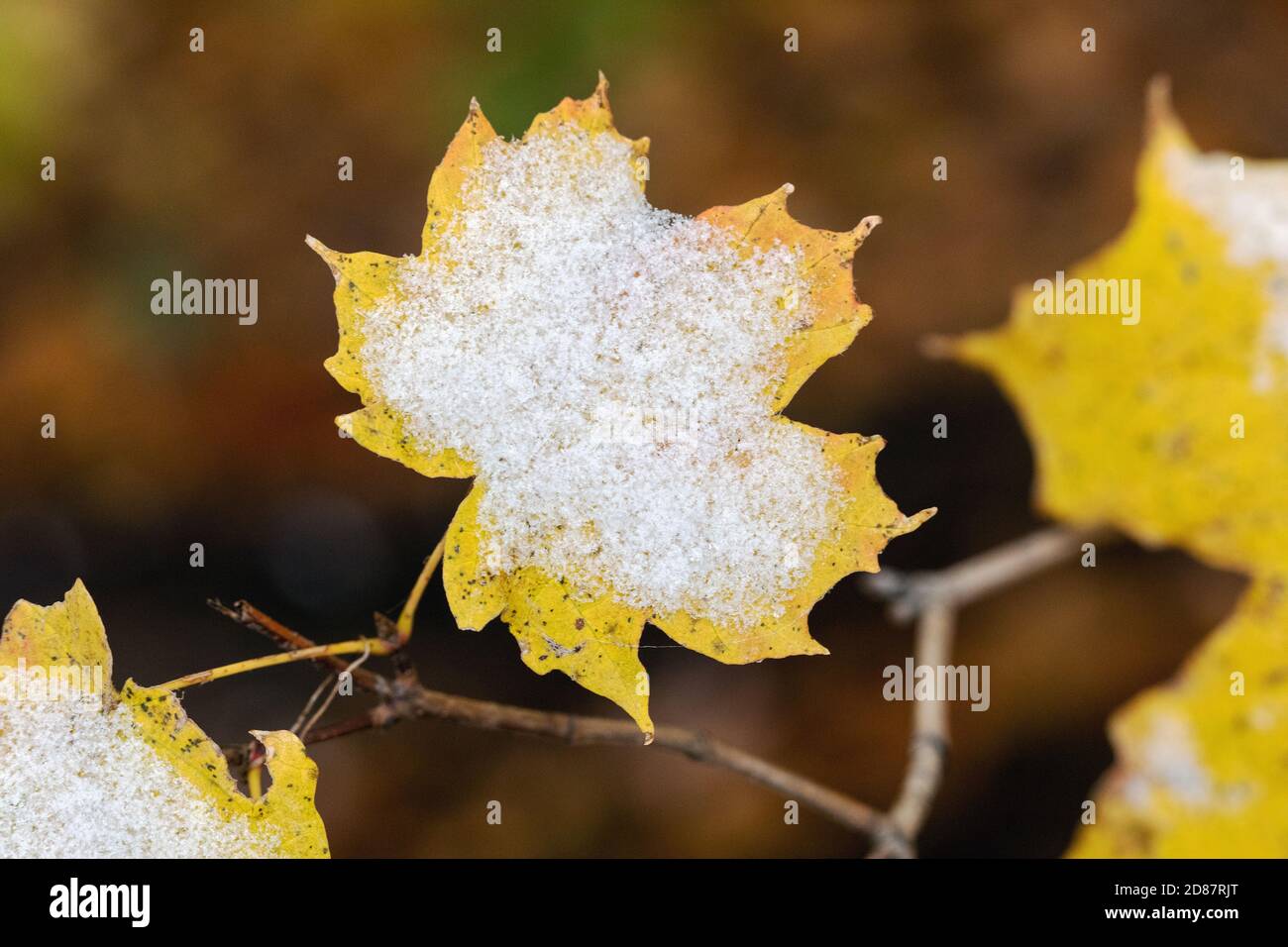 Autumn leaves with snow at Crapo Park in Burlington, Iowa Stock Photo ...
