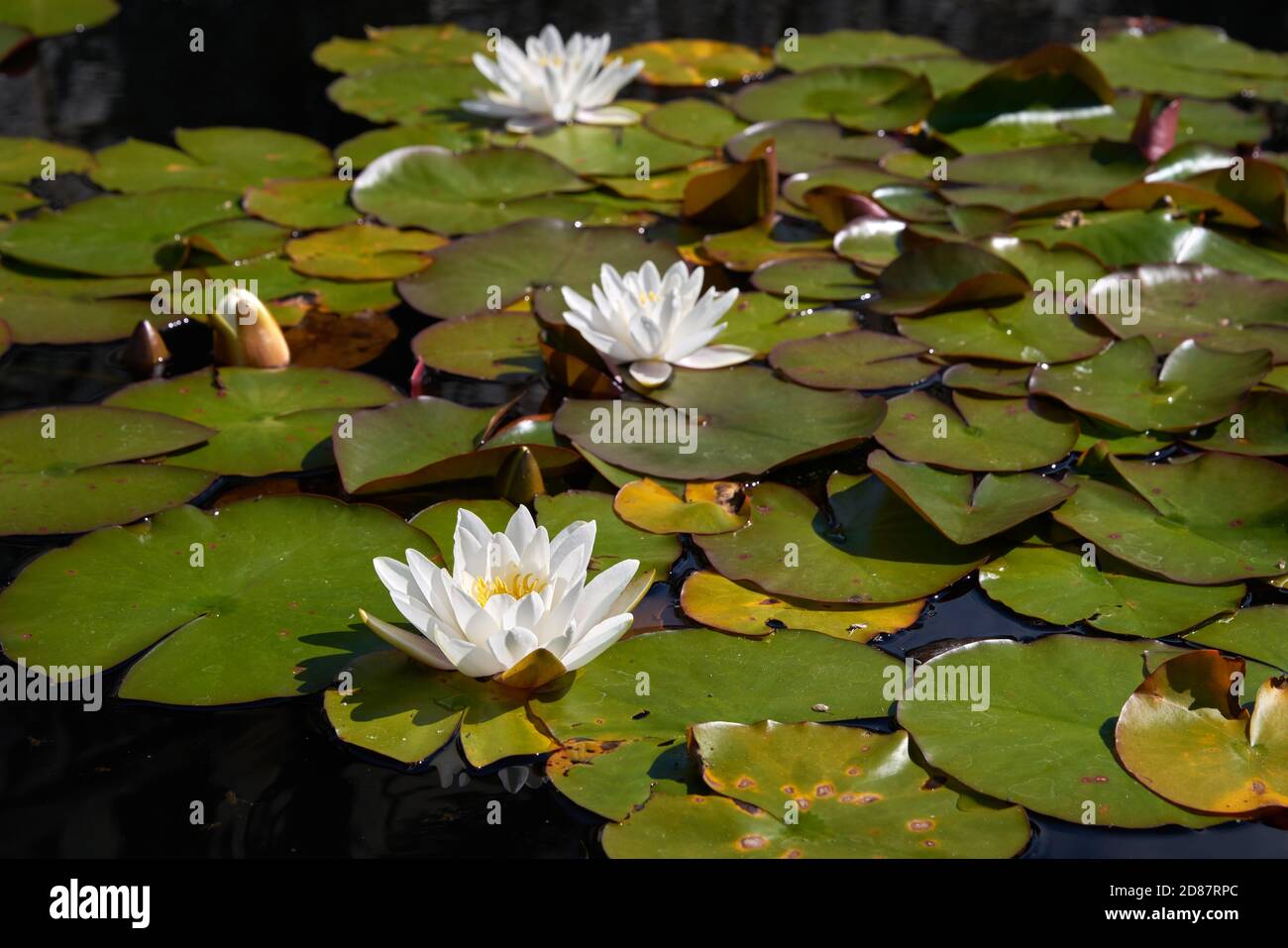 Water Lilies. White water lilies float on a pond Stock Photo - Alamy