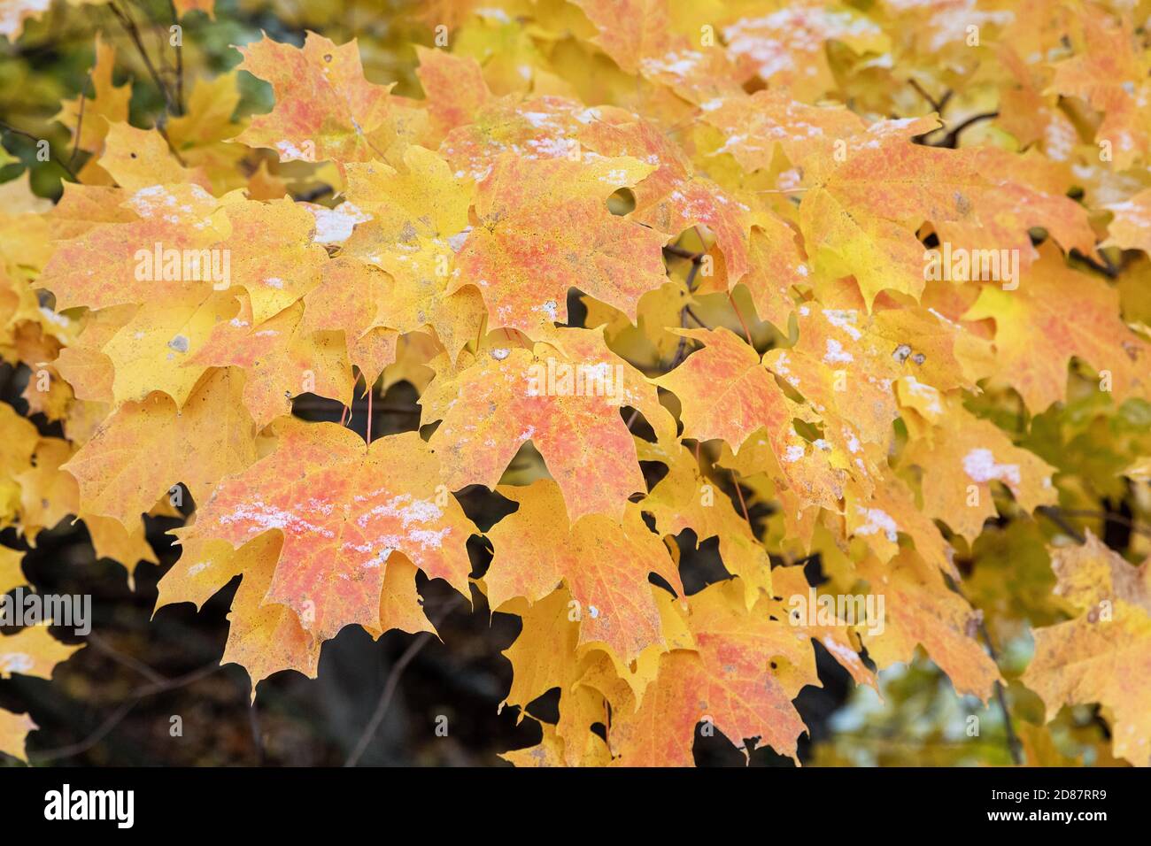 Autumn leaves with snow at Crapo Park in Burlington, Iowa Stock Photo ...