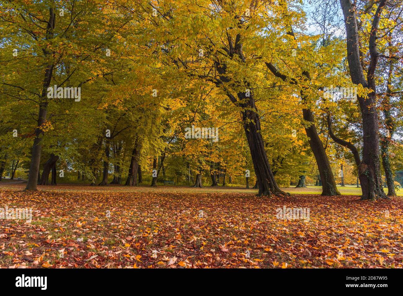 Colorful and vivid autumn colors and bright blue sky in the park Stock ...