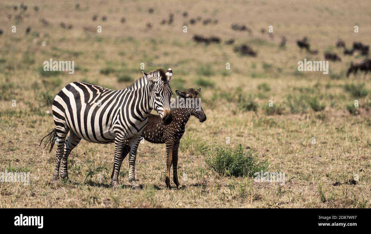 Spotted Zebra