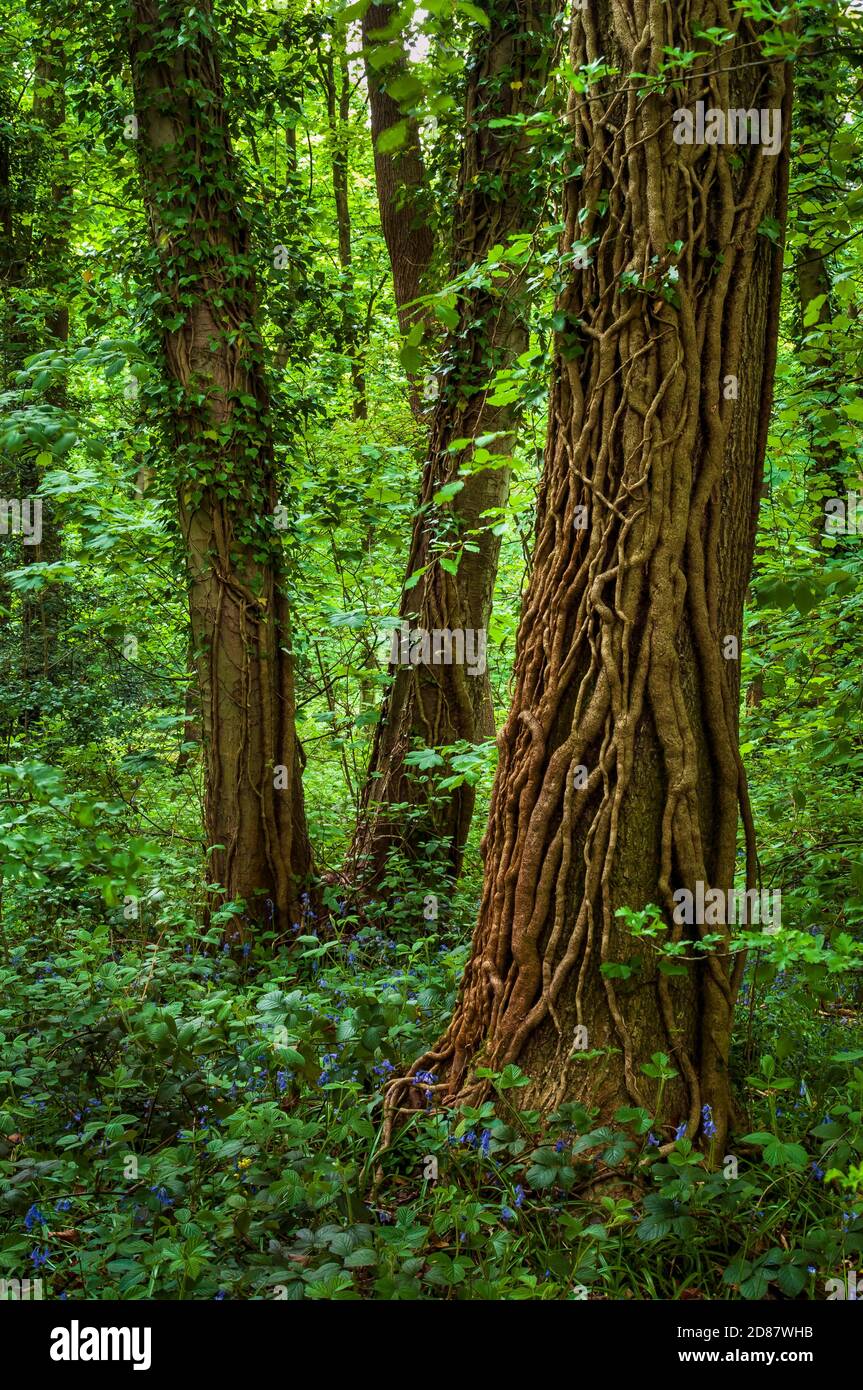 Ivy covered tree stump hi-res stock photography and images - Alamy