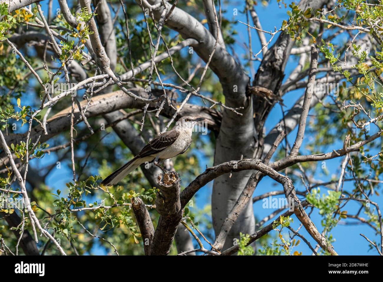 One Northern Mockingbird in an Ironwood tree Stock Photo - Alamy