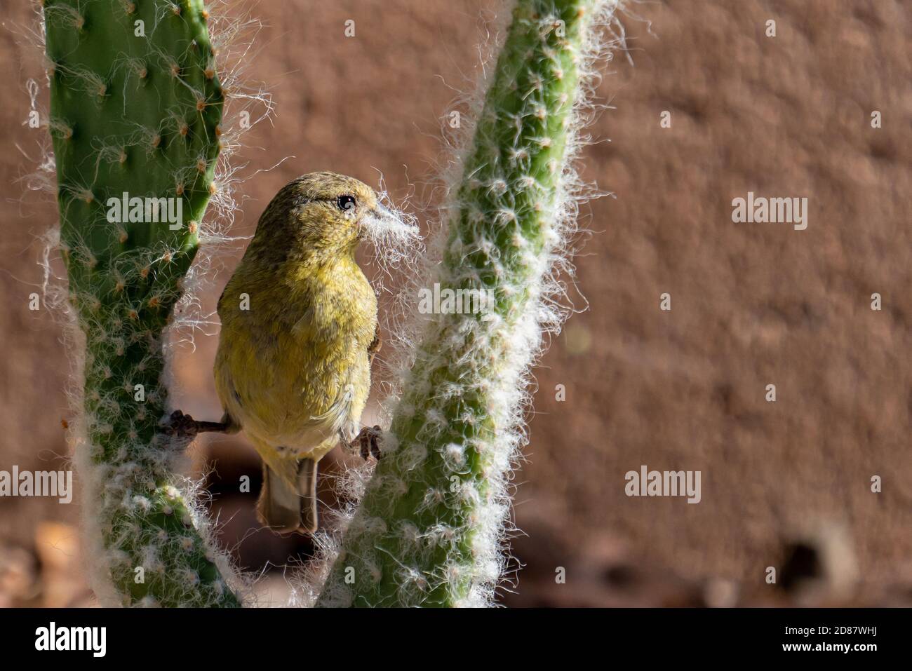 Fuzzy cactus hi-res stock photography and images - Alamy
