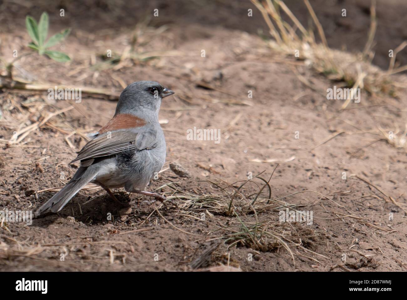 Gray headed Junco on the ground Stock Photo - Alamy