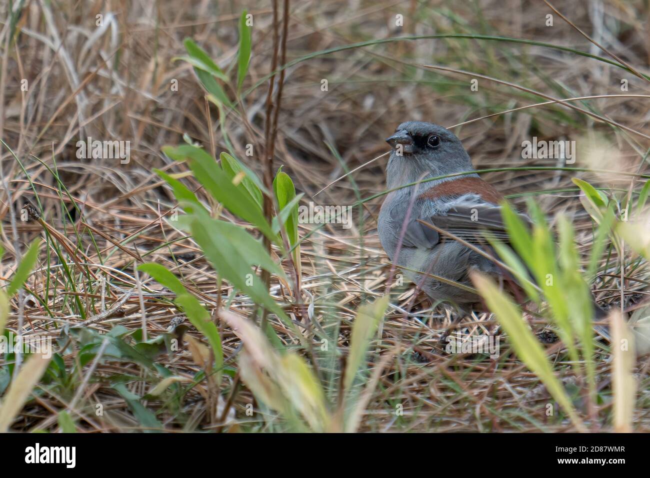 Gray headed Junco on the ground Stock Photo - Alamy