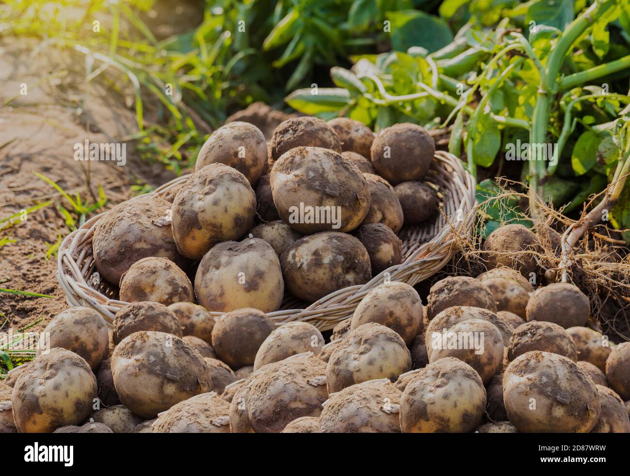 Fresh organic potatoes in the field,harvesting potatoes from soil Stock ...