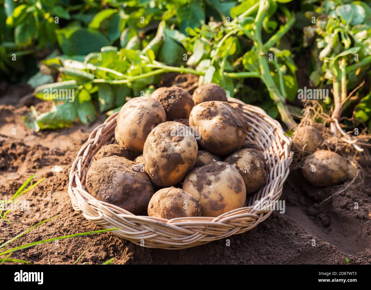 Fresh organic potatoes in the field,harvesting potatoes from soil Stock ...