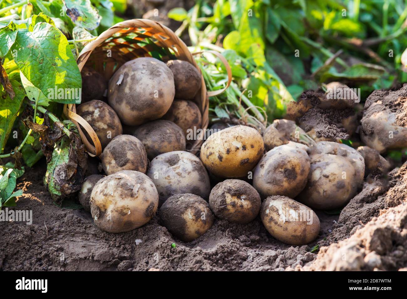 Fresh organic potatoes in the field,harvesting potatoes from soil Stock ...