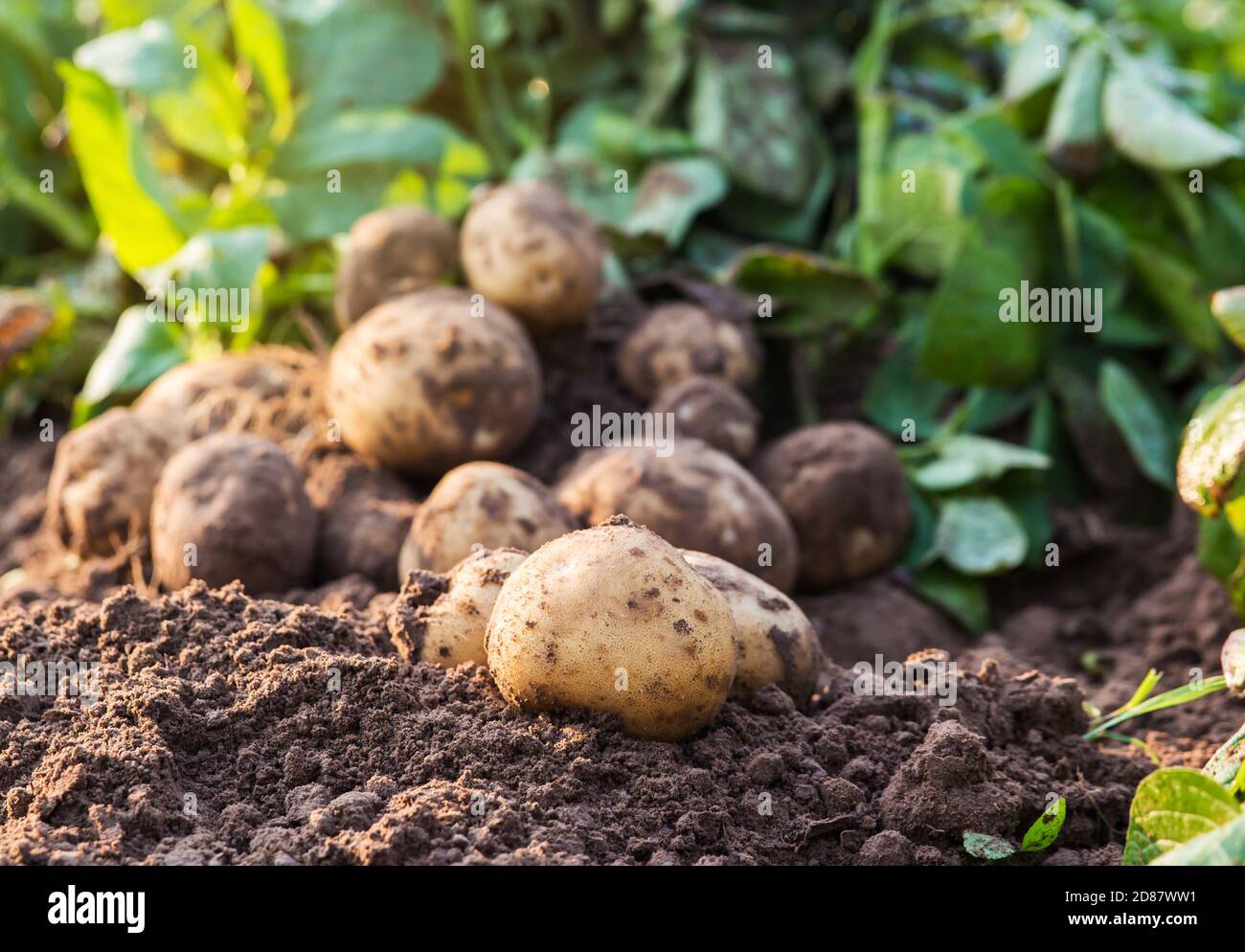 Fresh organic potatoes in the field,harvesting potatoes from soil Stock ...