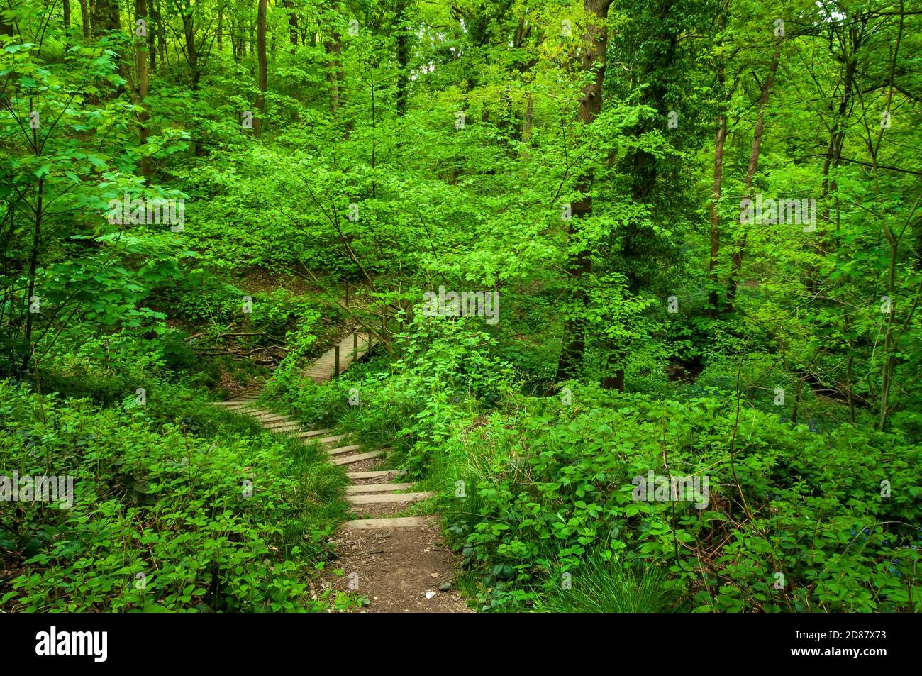 Steps down a steep slope in soft light in Spring in Leeshall Wood ...