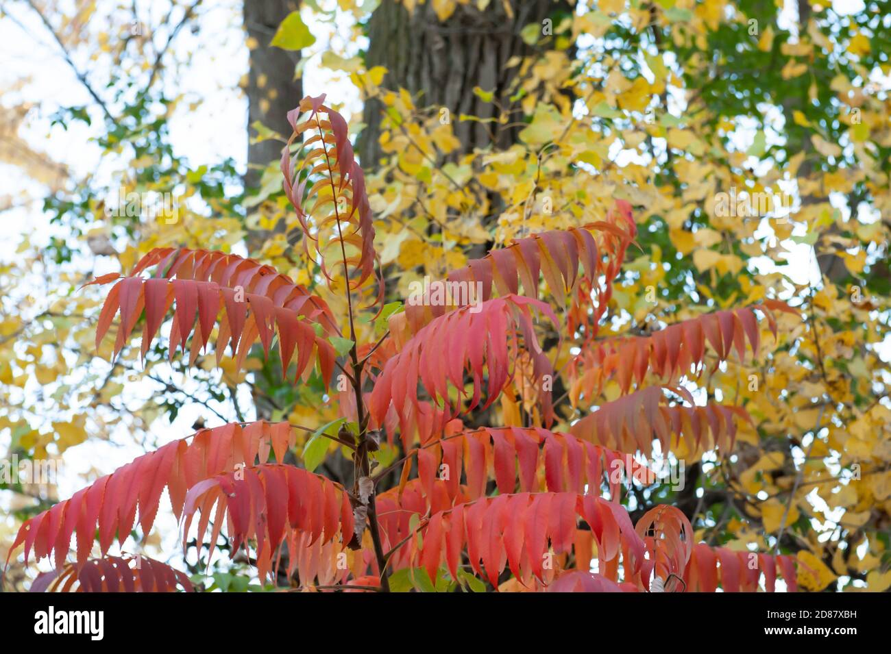 Festival de otoño hi-res stock photography and images - Alamy