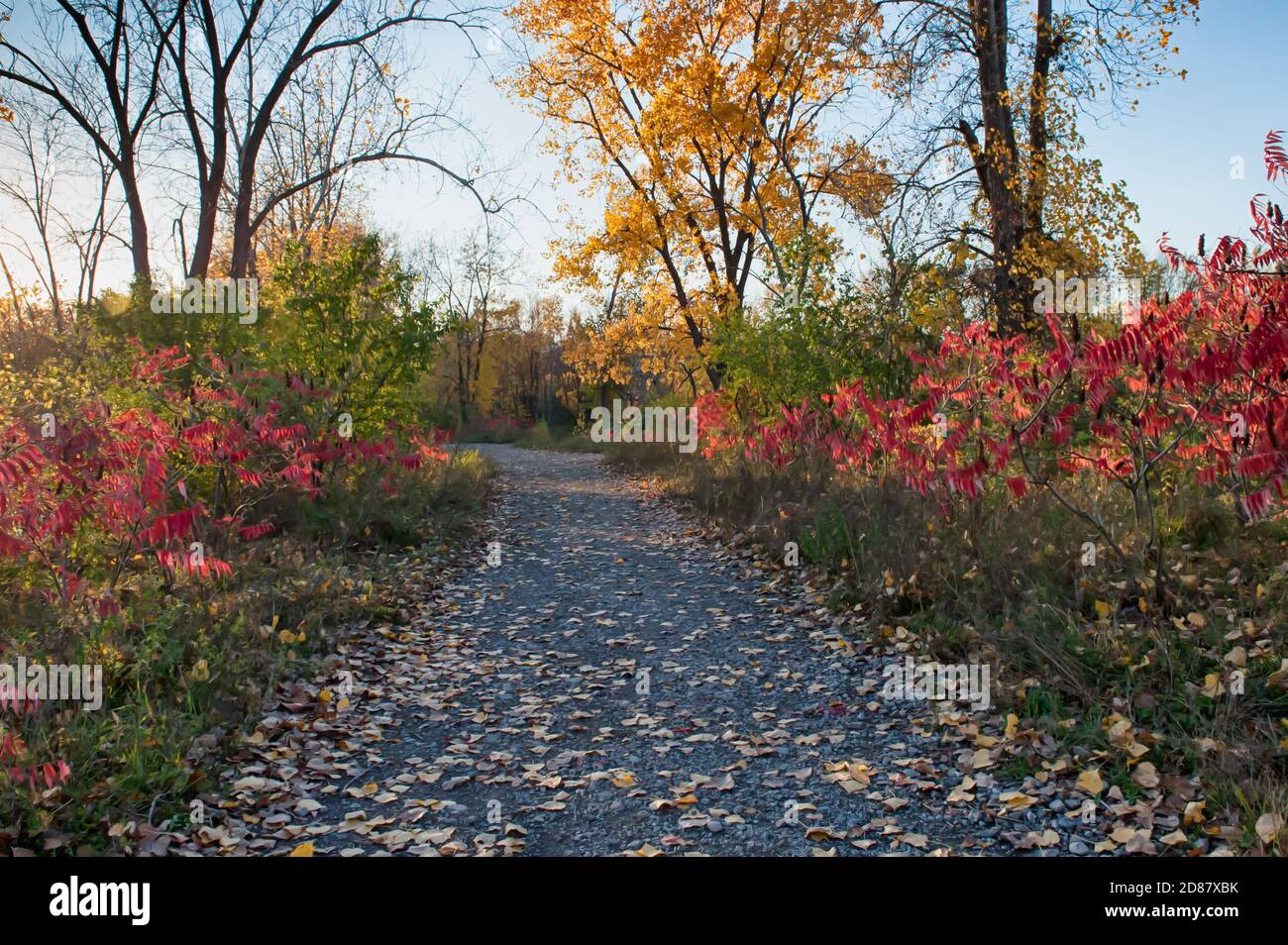 Hojas de color de otoño hi-res stock photography and images - Alamy