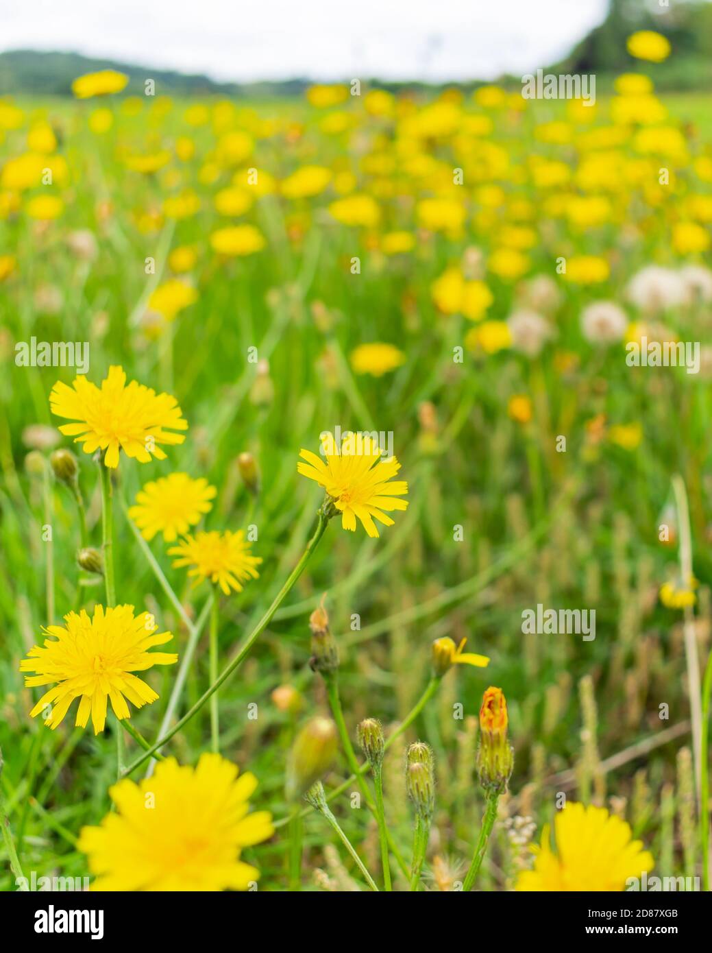 Field full of dandelions and green grass, taraxacum officinale - the ...