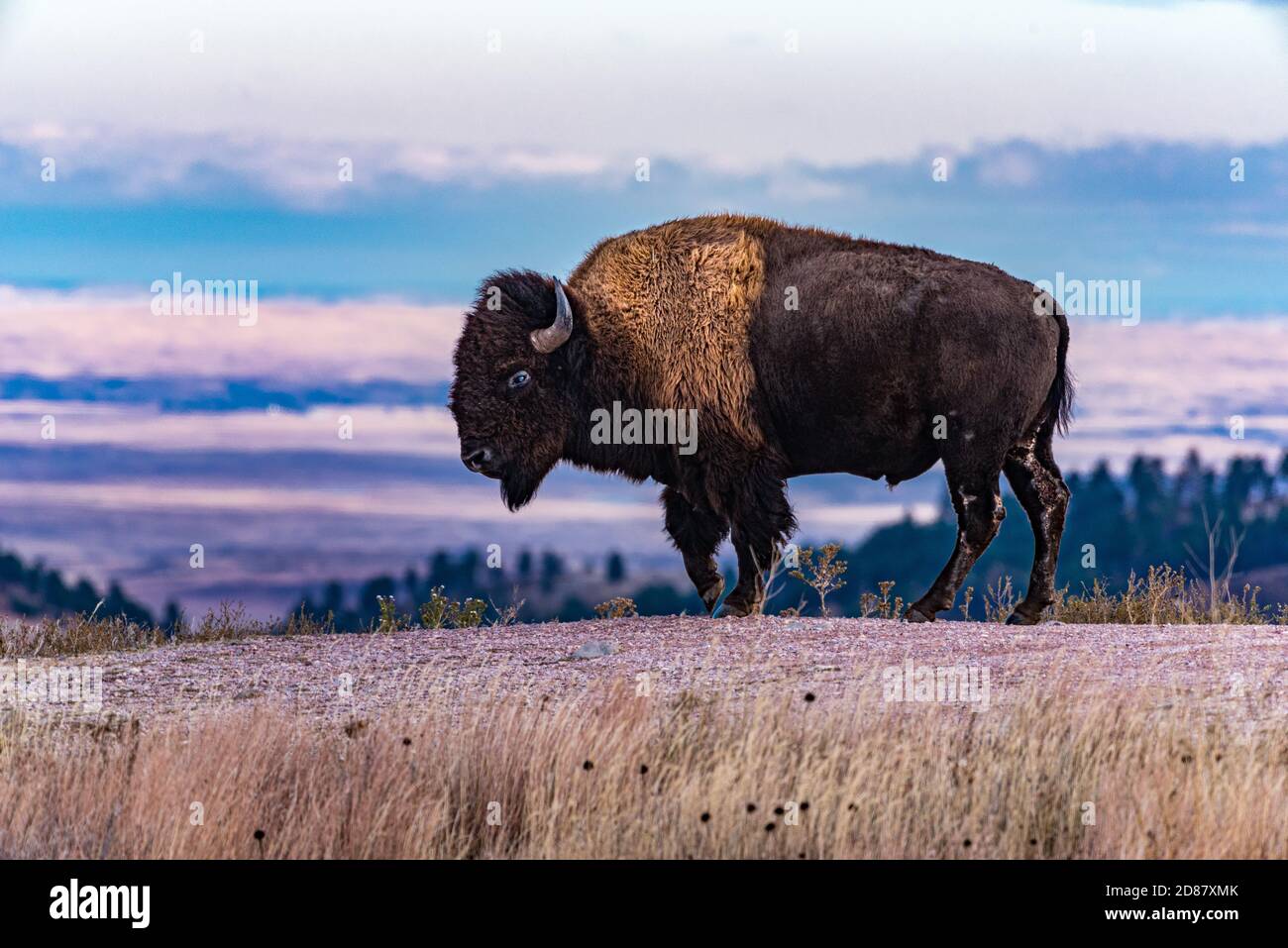 Wind cave wildlife hi-res stock photography and images - Alamy