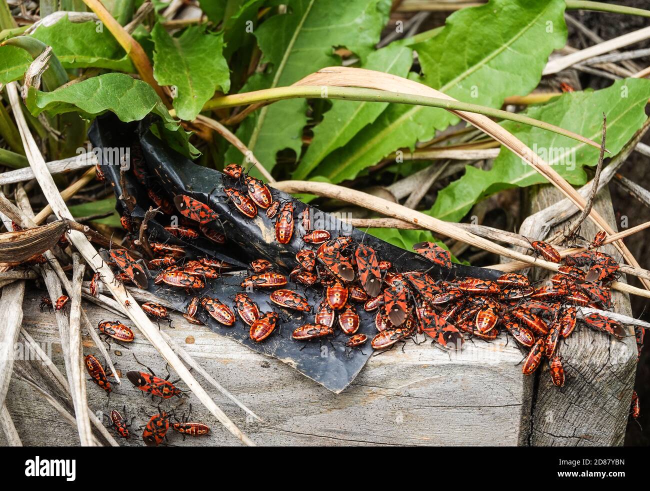 South-west France.A congregation of ground bugs 'Lygaeus saxatilis ...