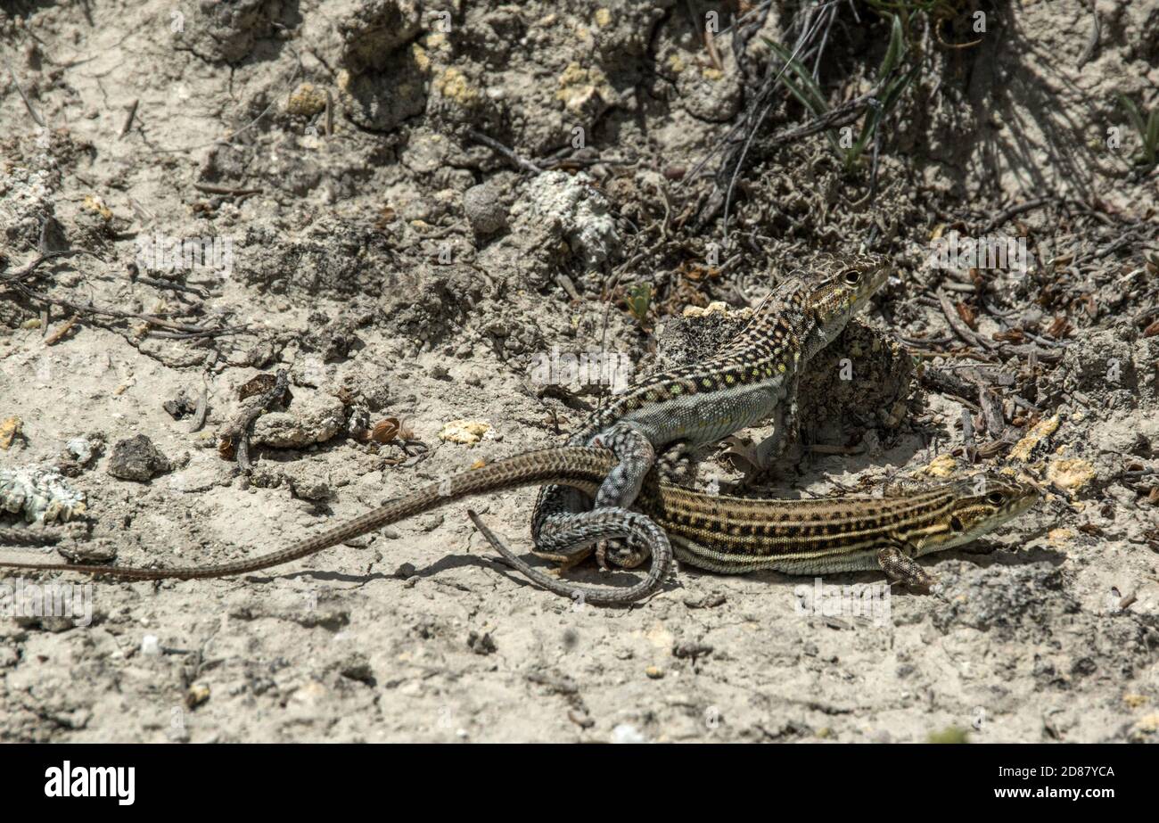 France lizards hi-res stock photography and images - Alamy