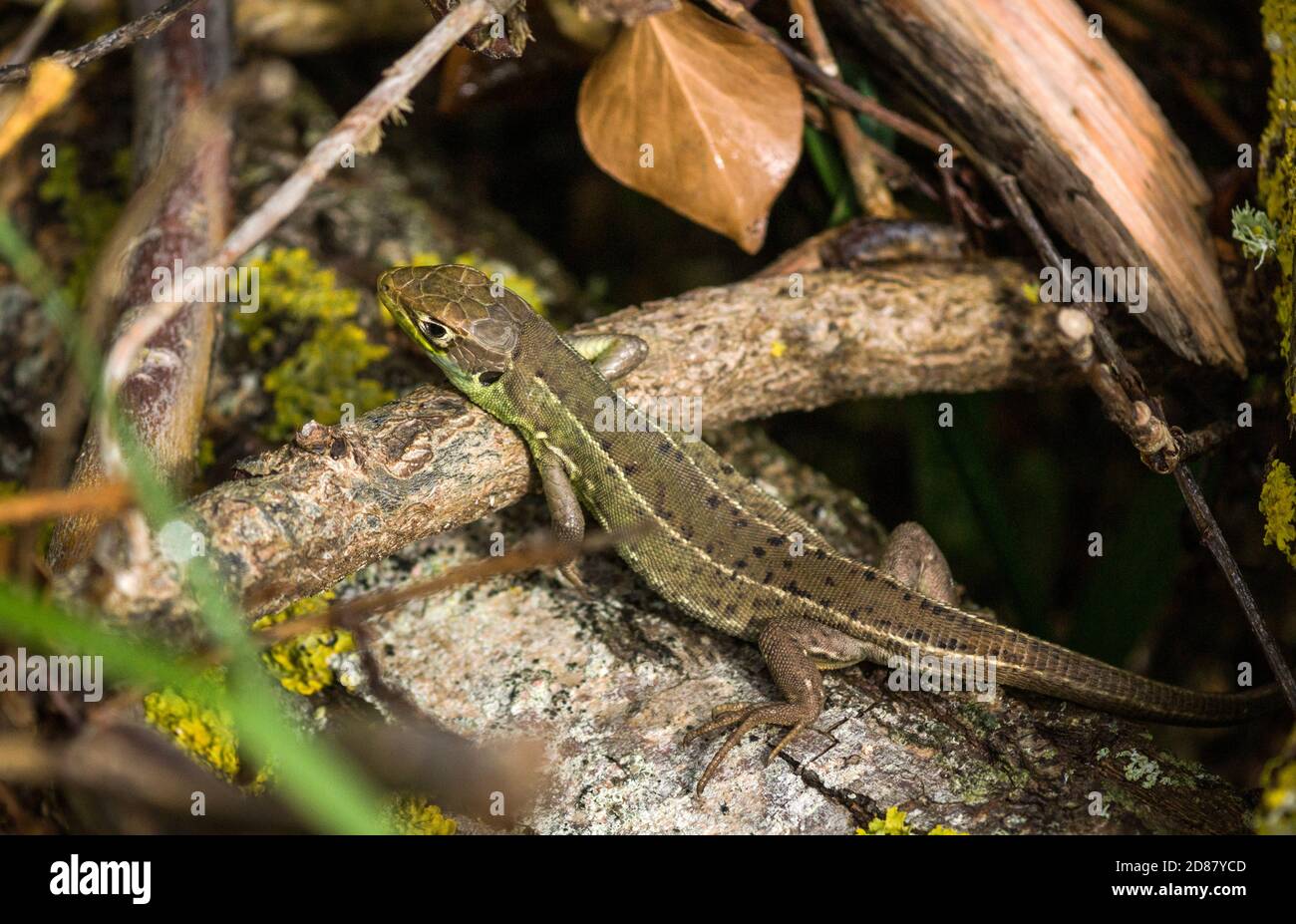 France lizards hi-res stock photography and images - Alamy