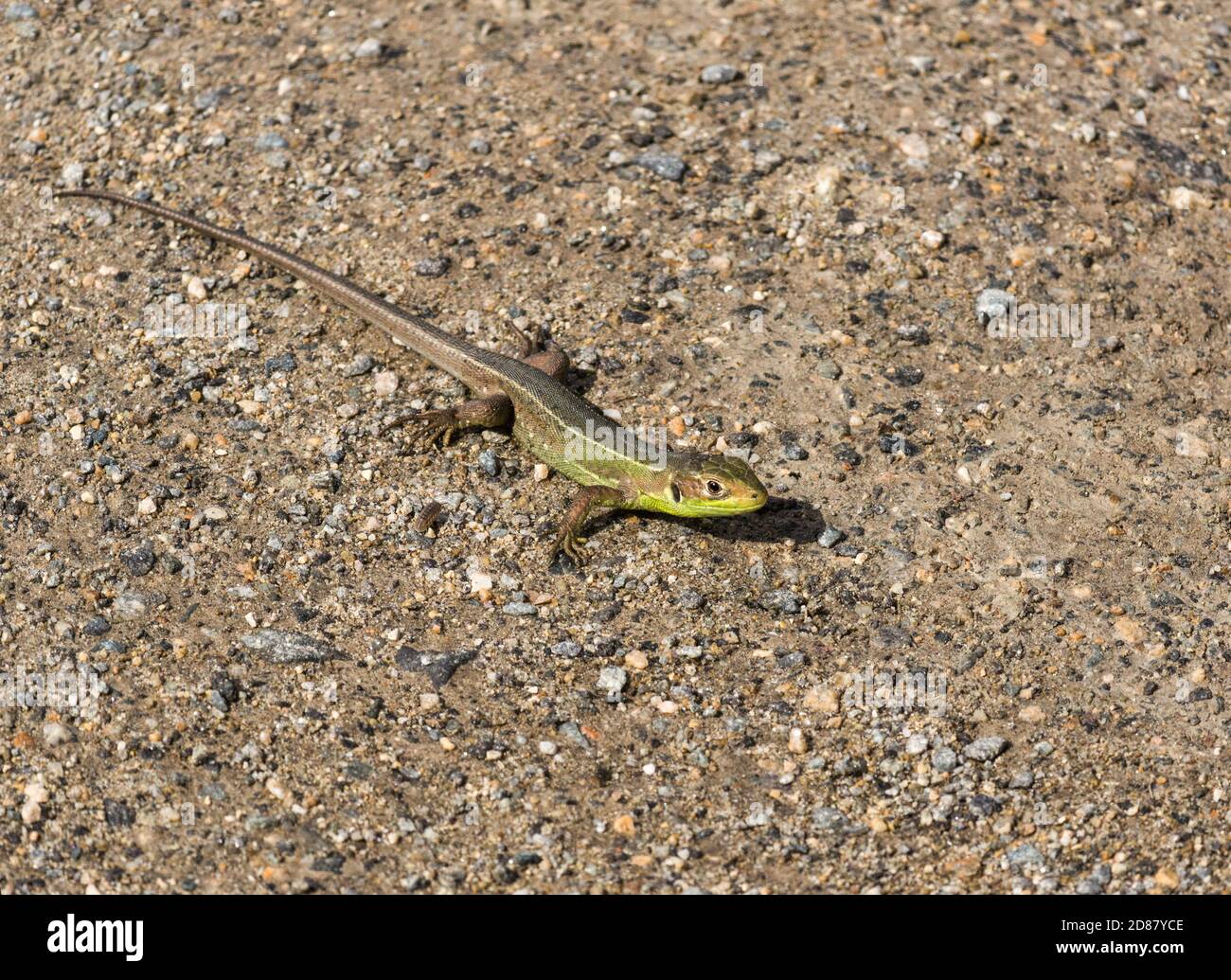 France lizards hi-res stock photography and images - Alamy