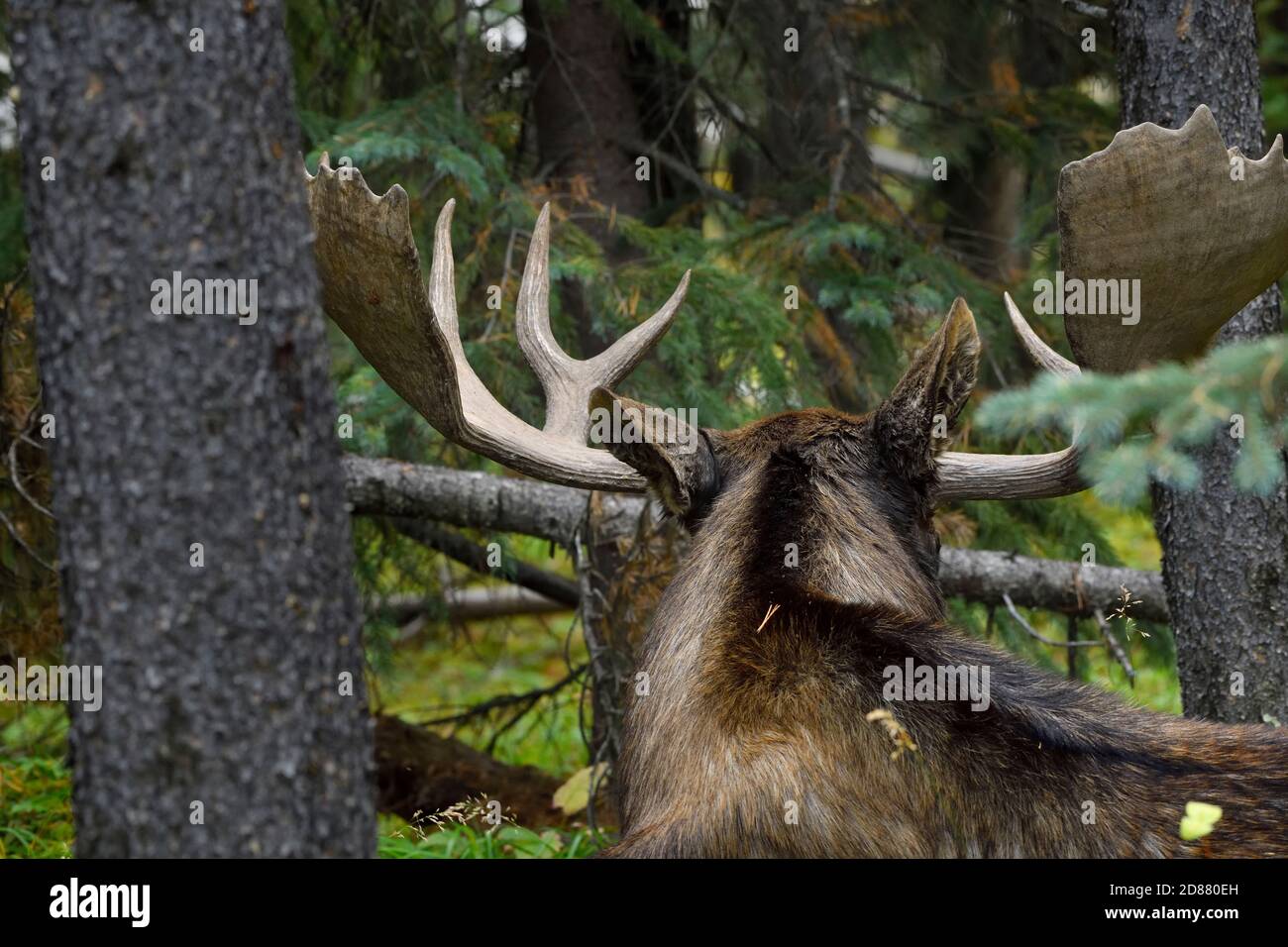Bull head back hi-res stock photography and images - Alamy