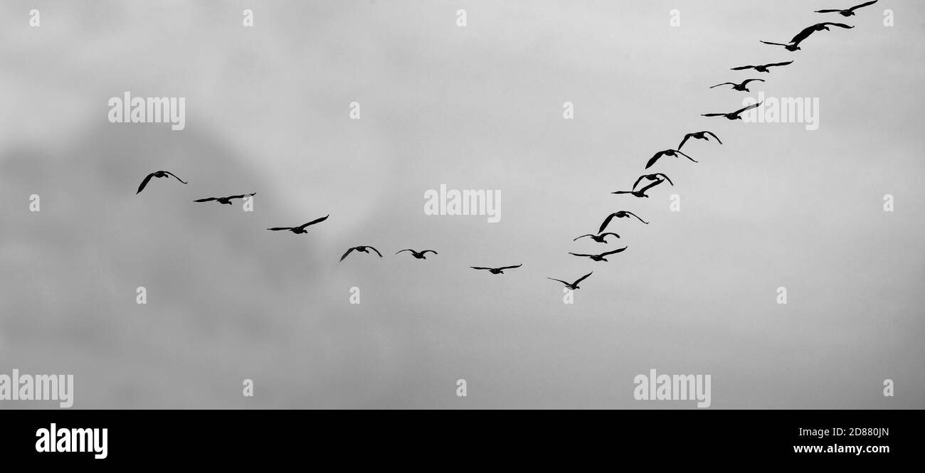 Canada Geese Flying in V-Formation. New England, USA Stock Photo - Alamy
