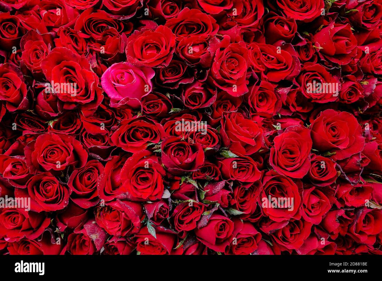 Manila, National Capital Region, Philippines. 27th Oct, 2019. Flower ...