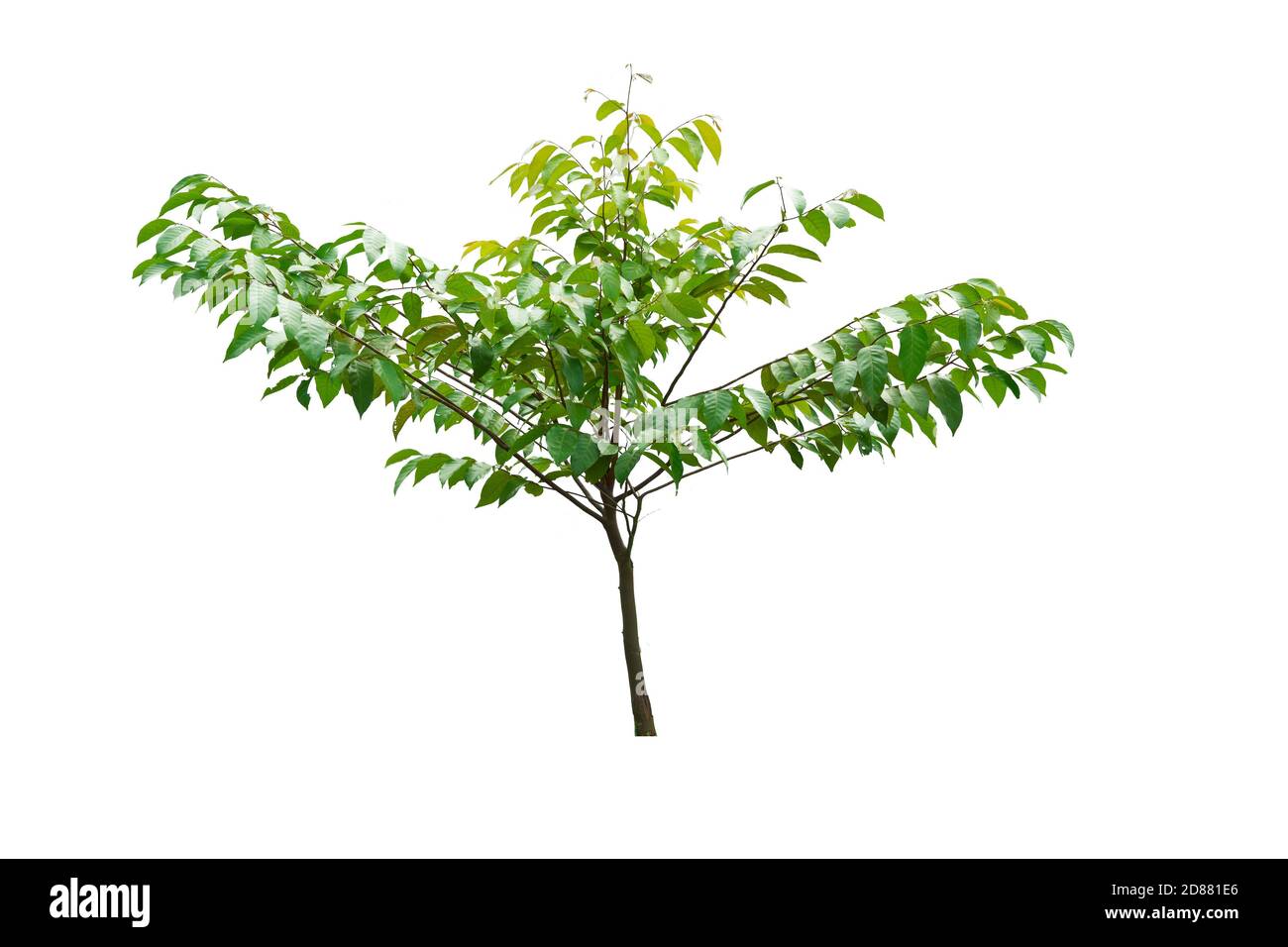 Green tree isolated on a white background Stock Photo - Alamy
